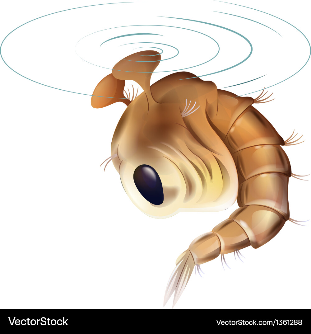 Mosquito pupae stage Royalty Free Vector Image