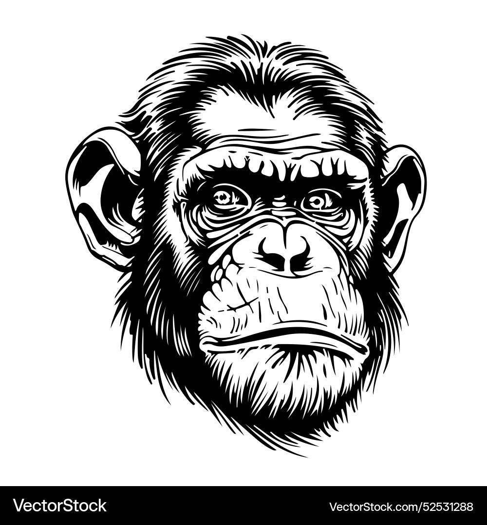 Sketch monkey face Royalty Free Vector Image - VectorStock