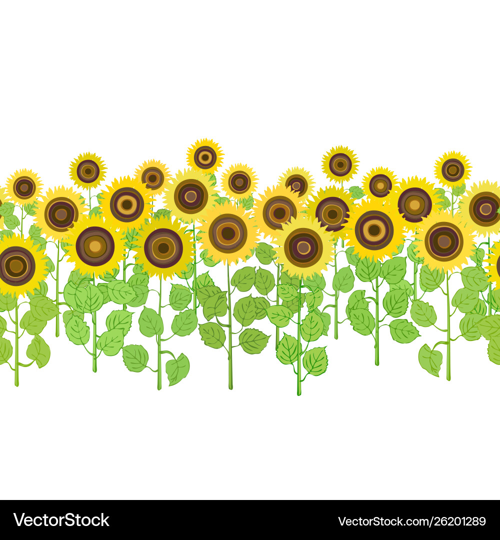 Seamless horizontal background sunflower plants Vector Image