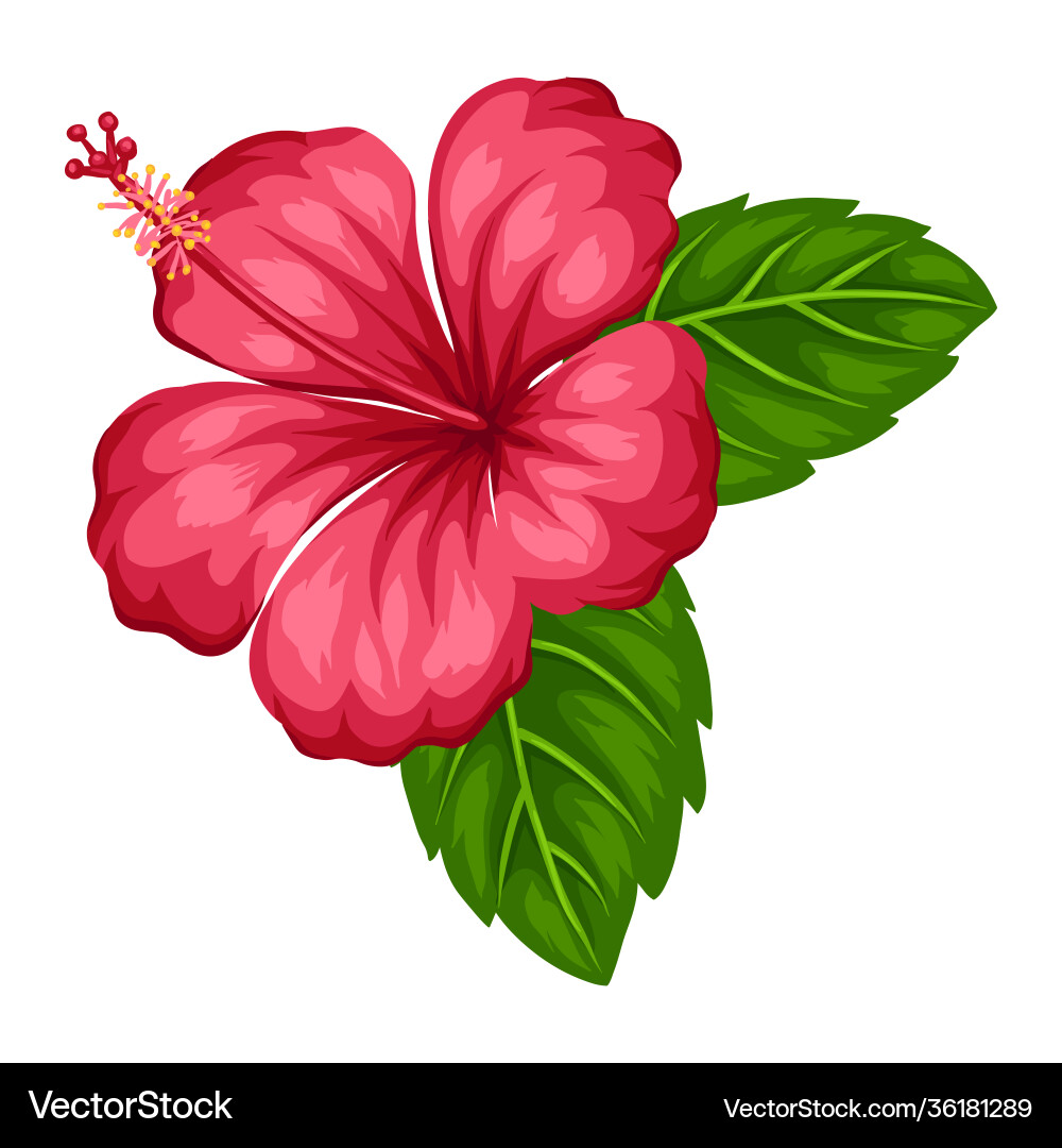 Hibiscus Flower Vector Purple Hibiscus Vector Art, Icons, And Graphics