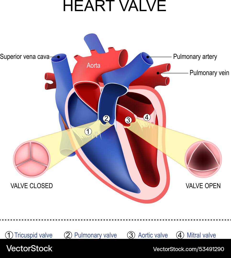 Human Heart Valves Heart Valve Anatomy Cross Section Of Human Vector