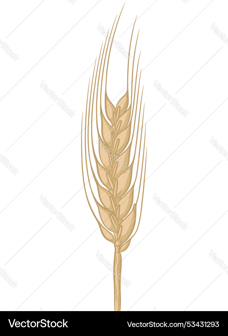 Barley stalk crop ear sheaf cartoon Royalty Free Vector