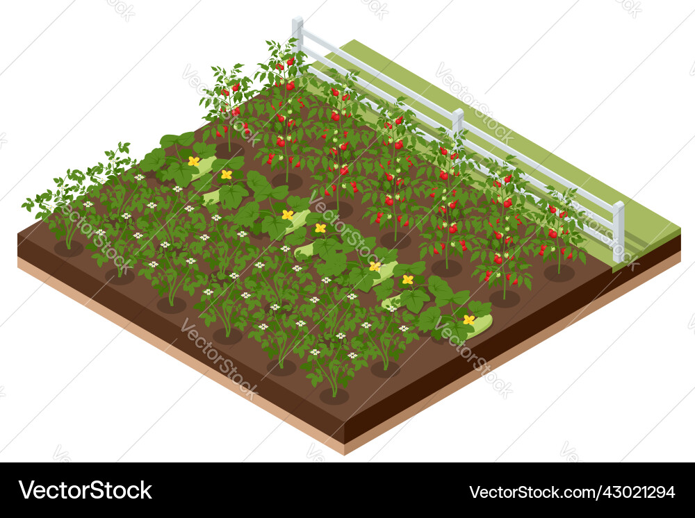 Isometric vegetable garden vegetables in backyard Vector Image