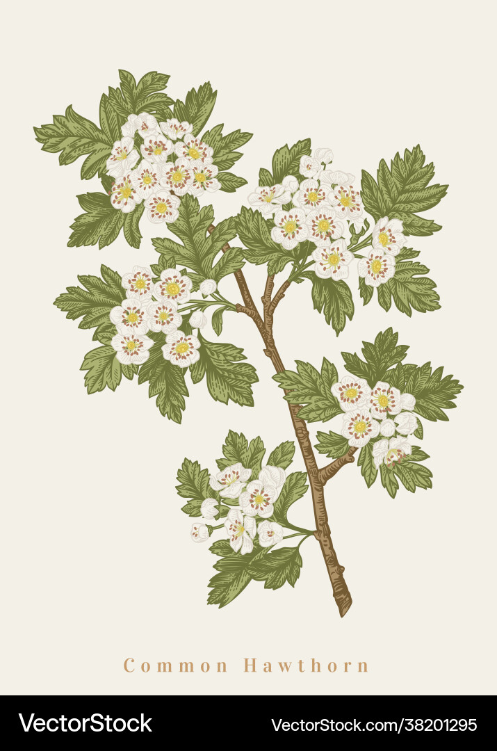 Common hawthorn Royalty Free Vector Image - VectorStock