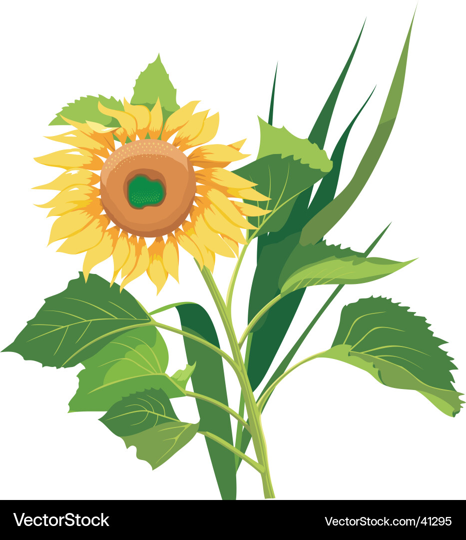 Sunflower Royalty Free Vector Image - VectorStock