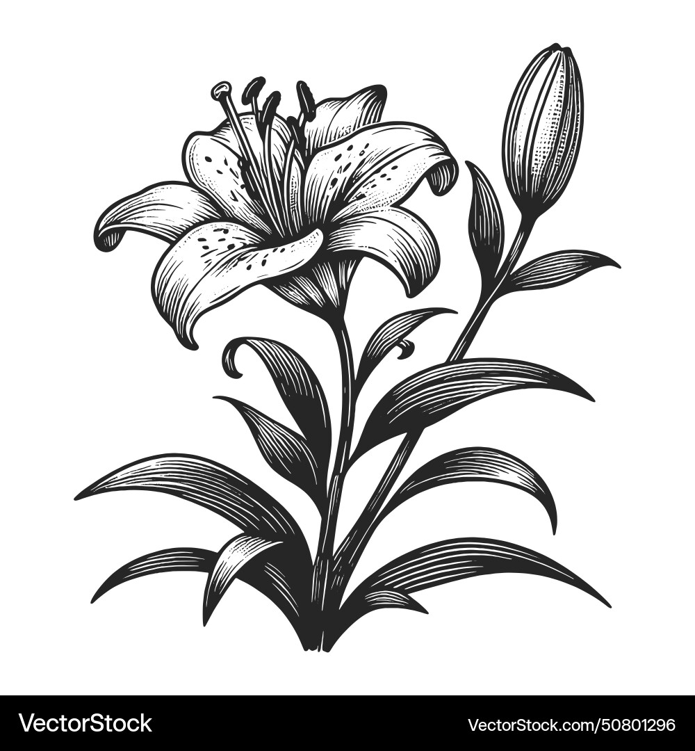Elegant lily flower engraving Royalty Free Vector Image