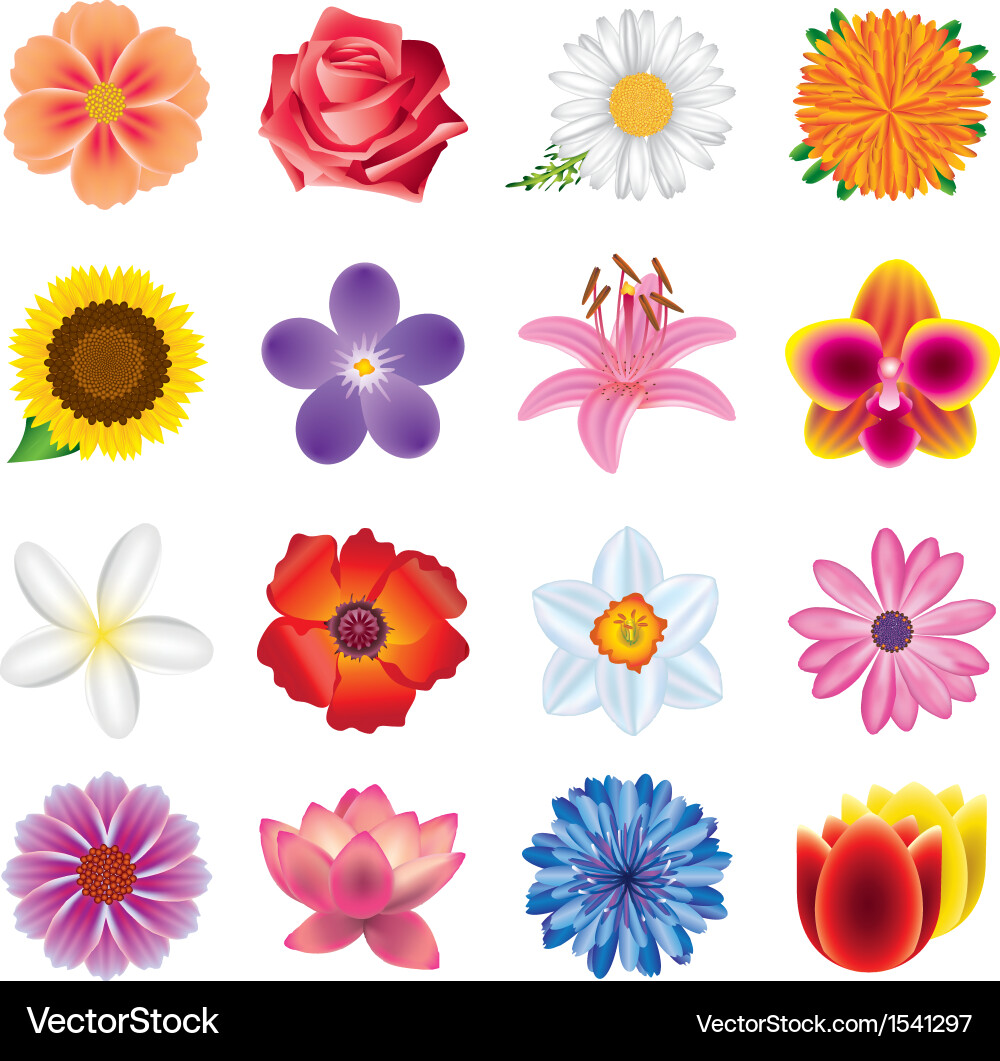 Flowers set Royalty Free Vector Image - VectorStock
