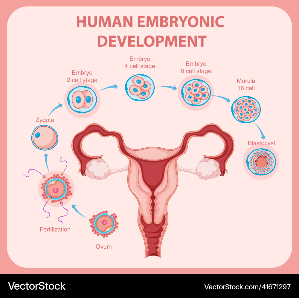 Human embryonic development in infographic Vector Image