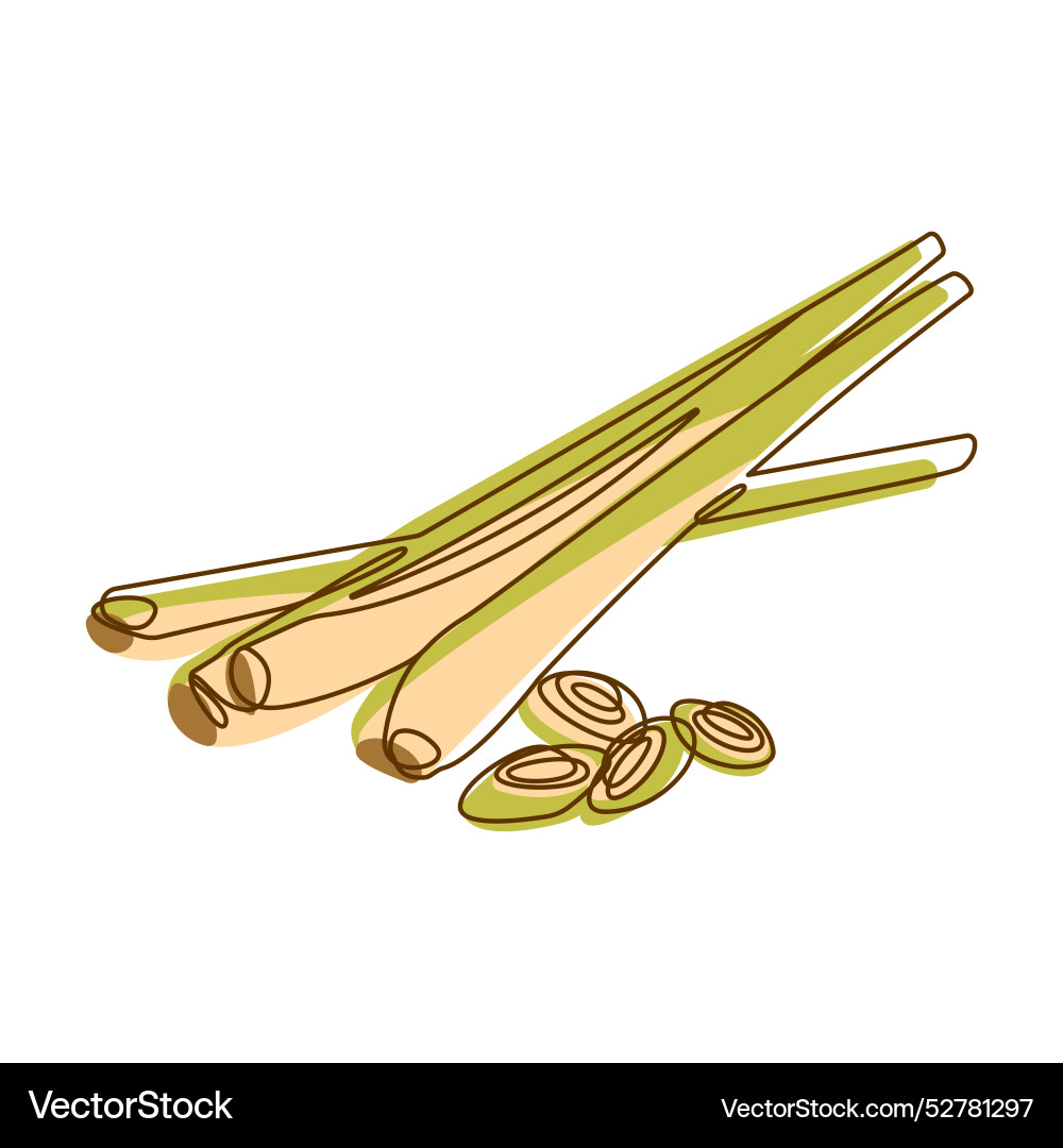 Lemongrass leaf spice condiment aromatic herbal Vector Image
