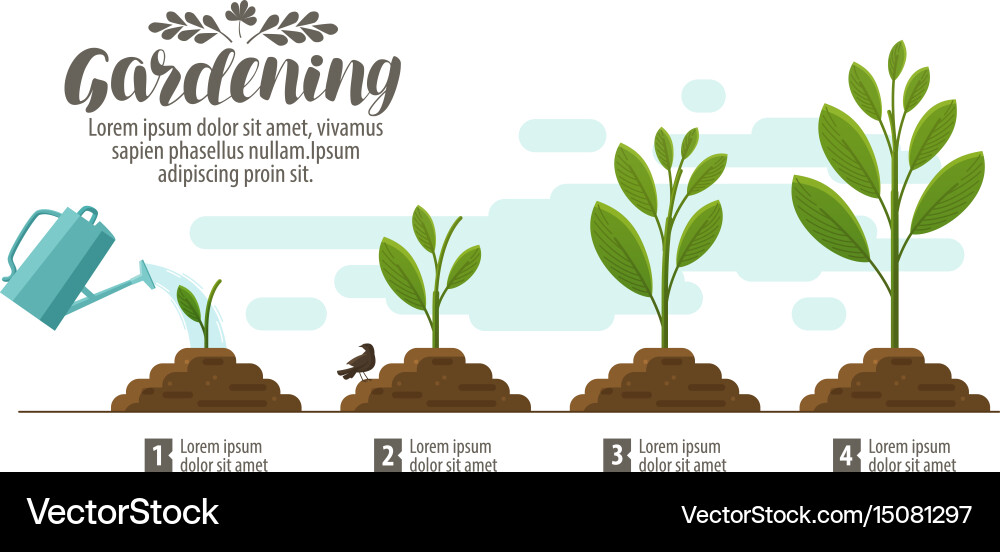 Plant Growth & Gardening Infographic Vector Image