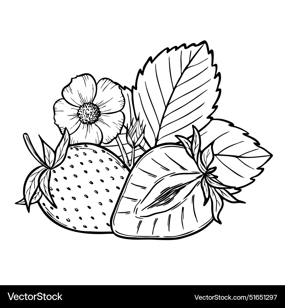 Strawberry line art composition Royalty Free Vector Image