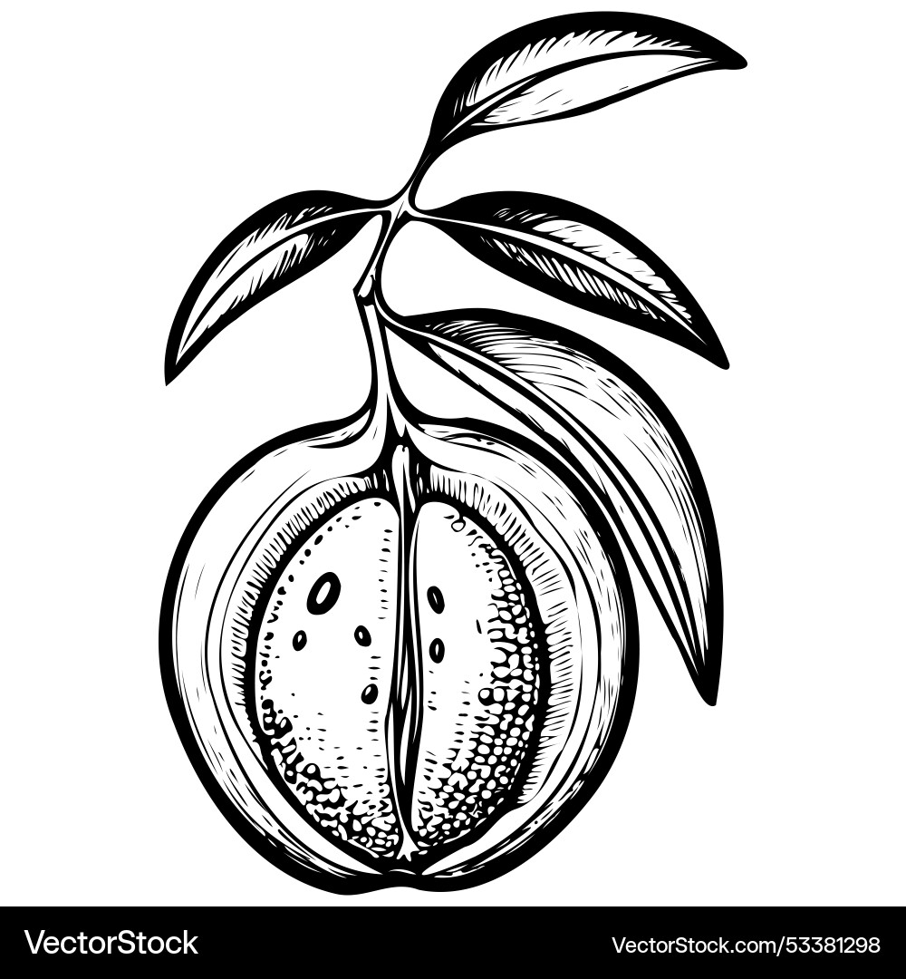Drawing fruit ackee realistic ink sketch Vector Image