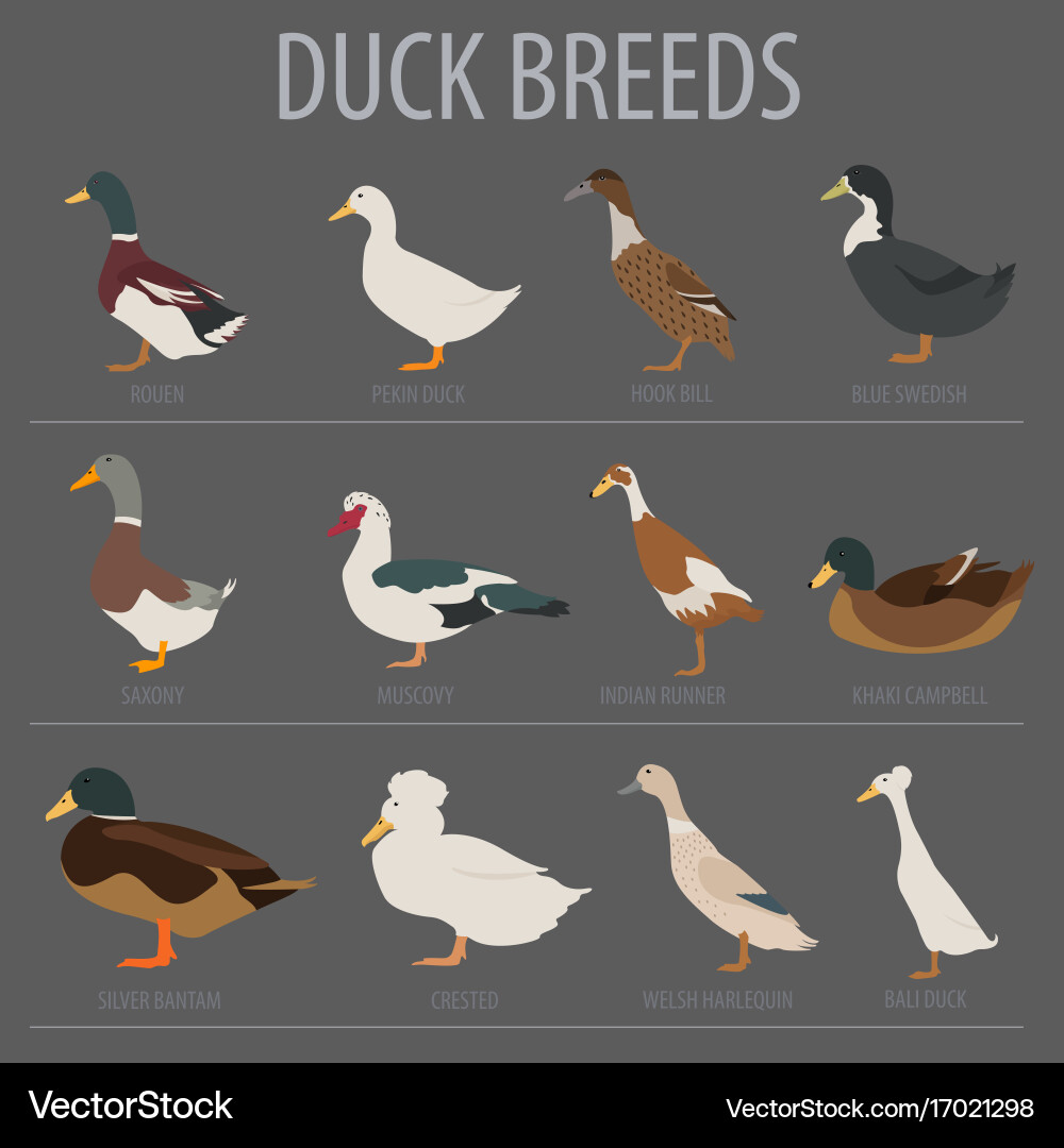 Duck Muscovy Breed Vector Images (12)