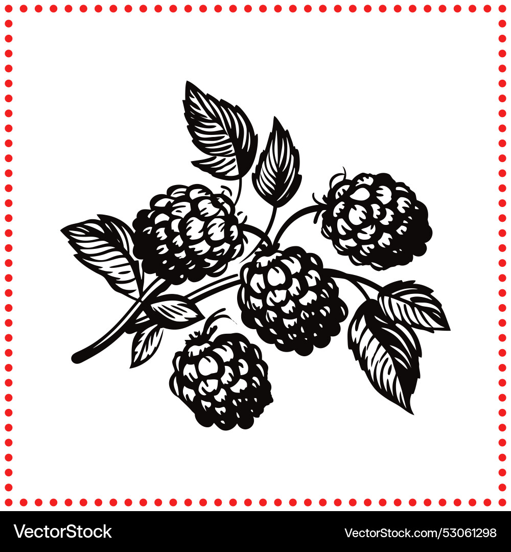 Raspberry love a silhouette that brings natural Vector Image