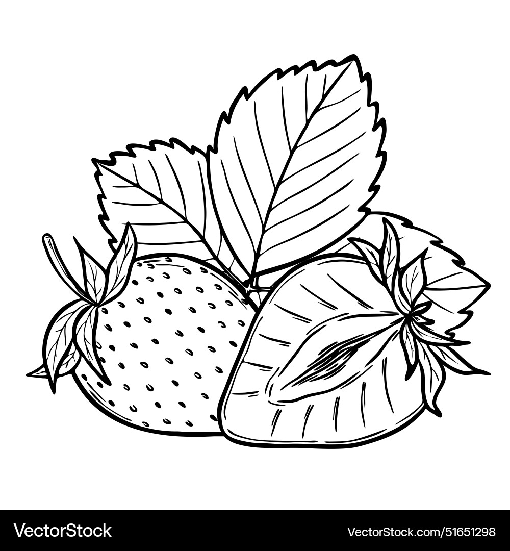 Strawberries sketch line art composition hand Vector Image