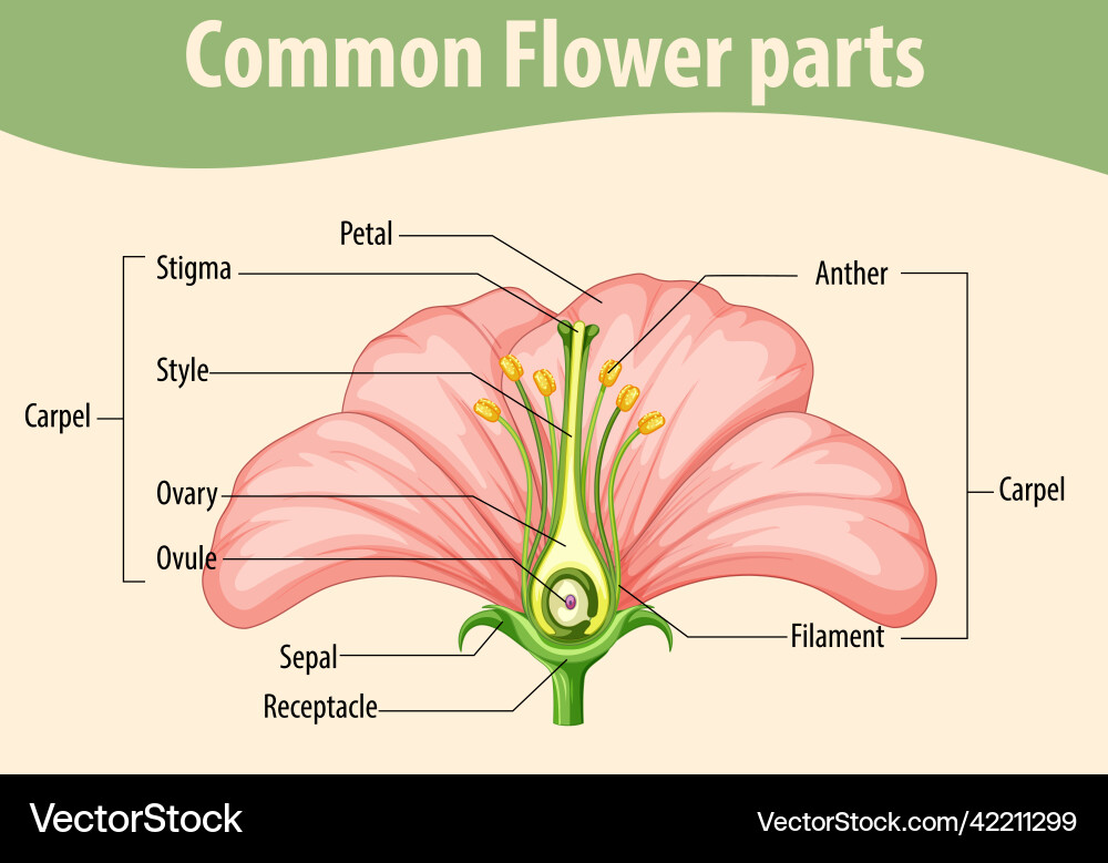 Diagram showing common flower parts Royalty Free Vector