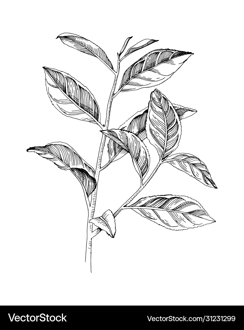 Hand-Drawn Tea Branch with Leaves Royalty Free Vector Image