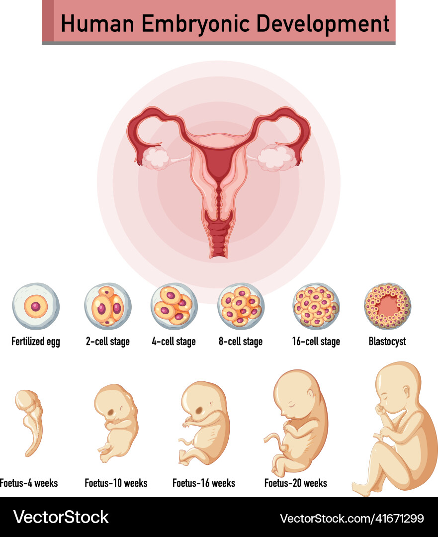 Human embryonic development in infographic Vector Image