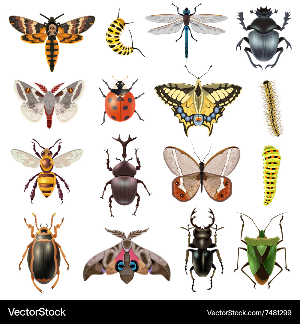 Insects icons set Royalty Free Vector Image - VectorStock