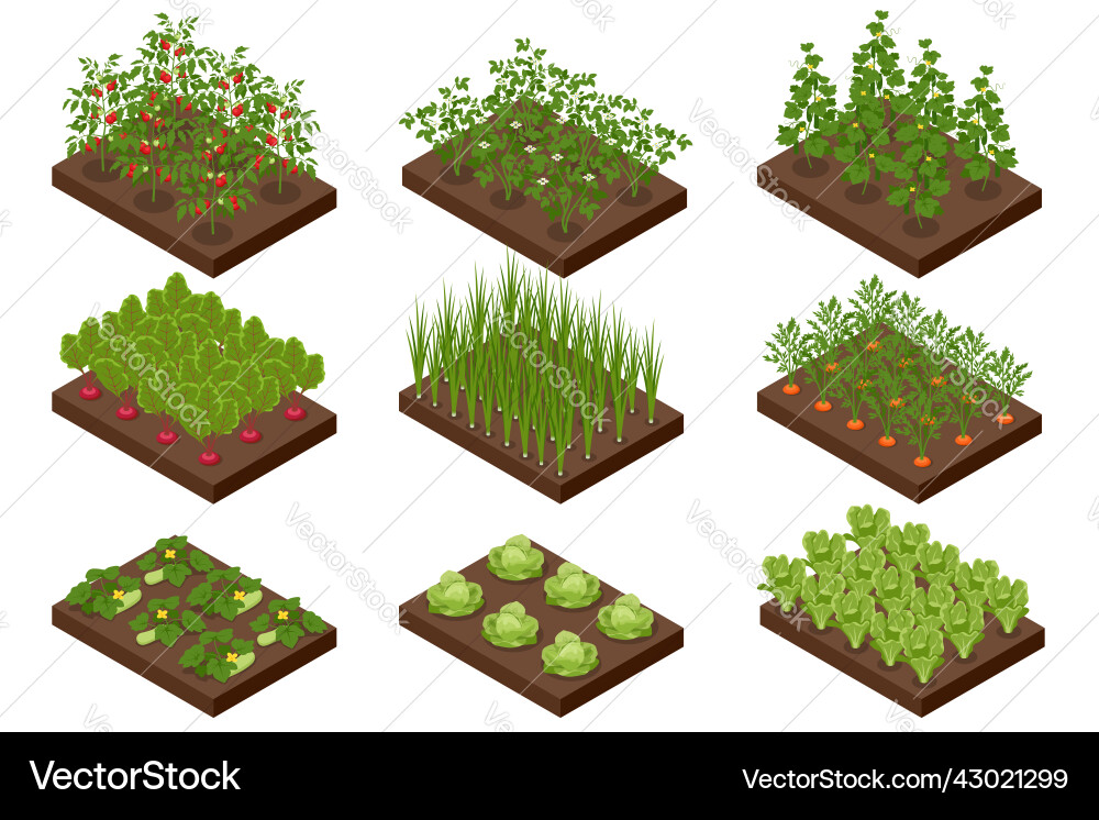 Isometric Vegetable Garden Royalty Free Vector Image