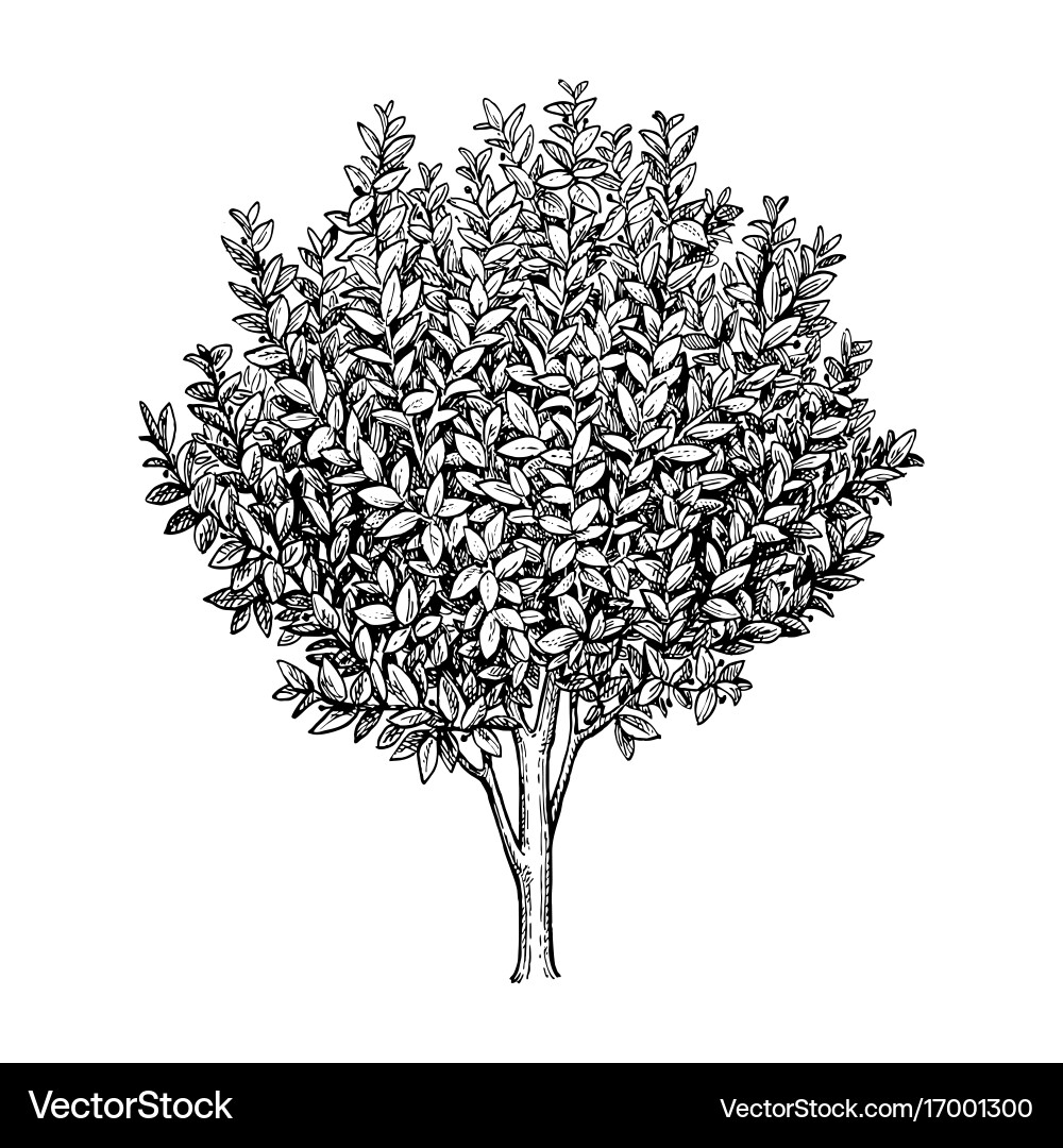 Bay laurel tree Royalty Free Vector Image - VectorStock