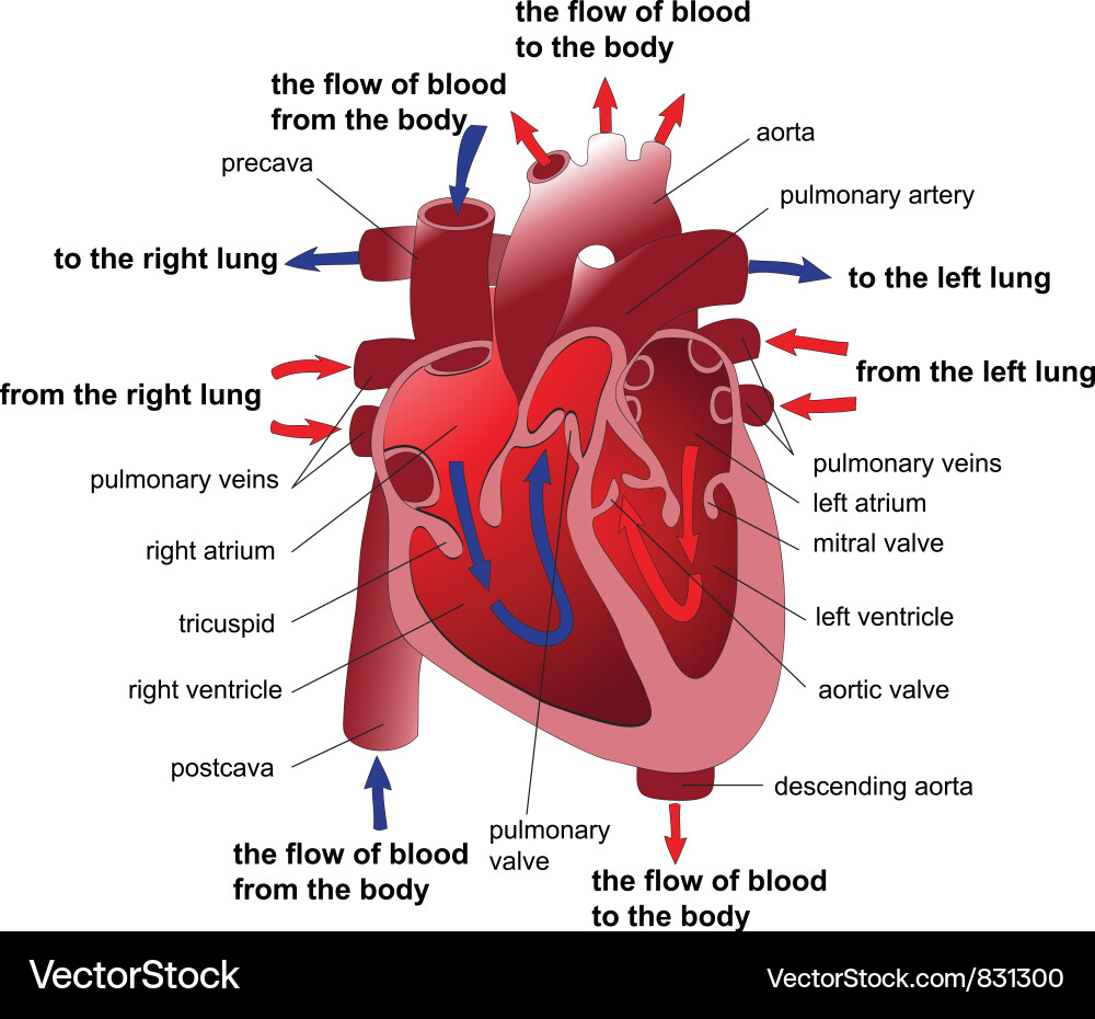 Human Heart Cross Section Anatomy Royalty Free Vector Image