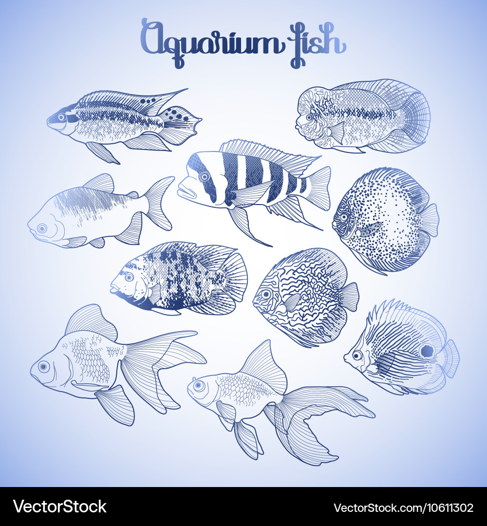 Graphic aquarium fish Royalty Free Vector Image