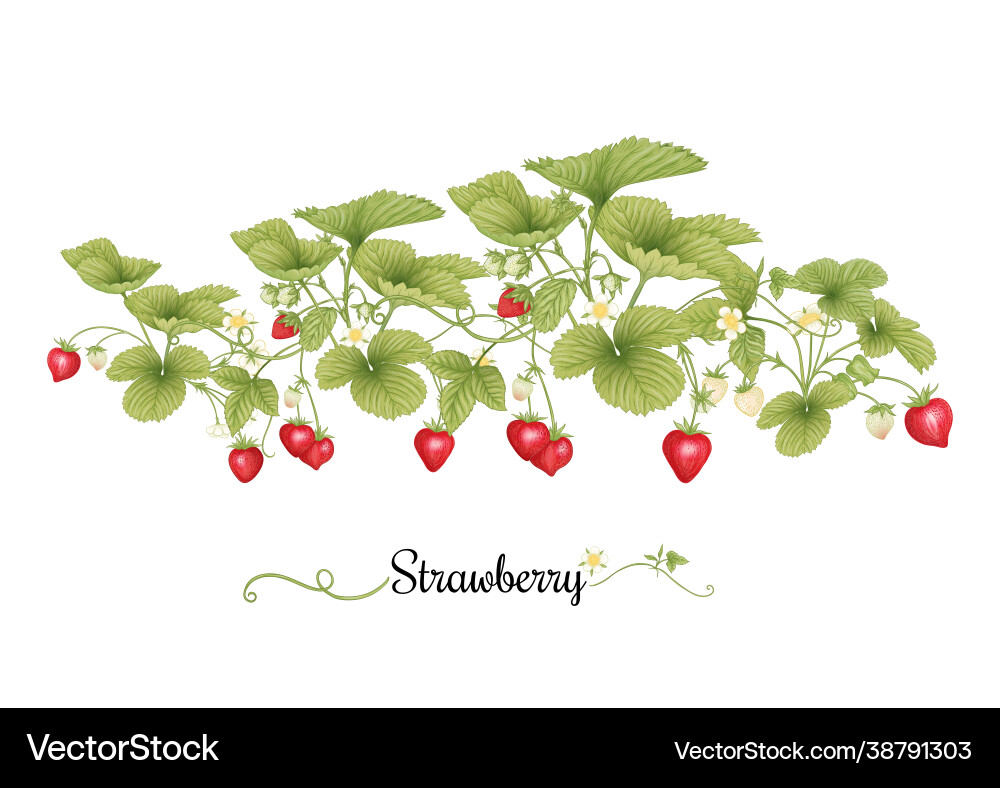 Strawberry branch with red berries clip art set Vector Image