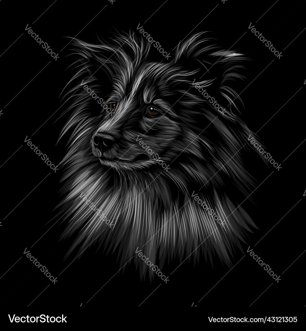 Sheltie head portrait on black background Vector Image