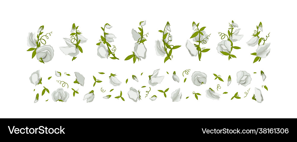 Flower for design - summer white sweet pea Vector Image