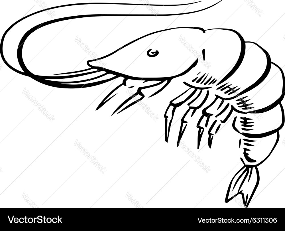 Fresh marine shrimp or prawn sketch Royalty Free Vector