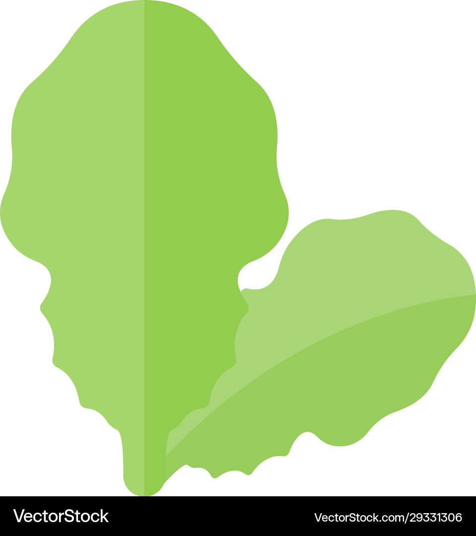 Lettuce Royalty Free Vector Image - VectorStock