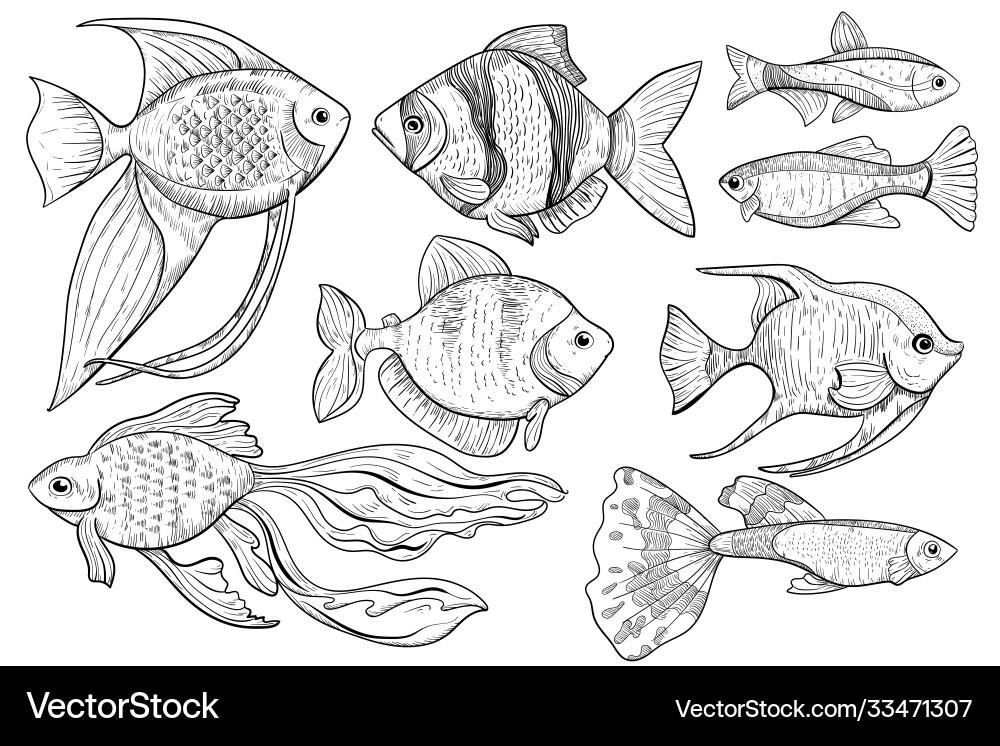 Detailed Fish Sketch - Aquatic Animals Royalty Free Vector