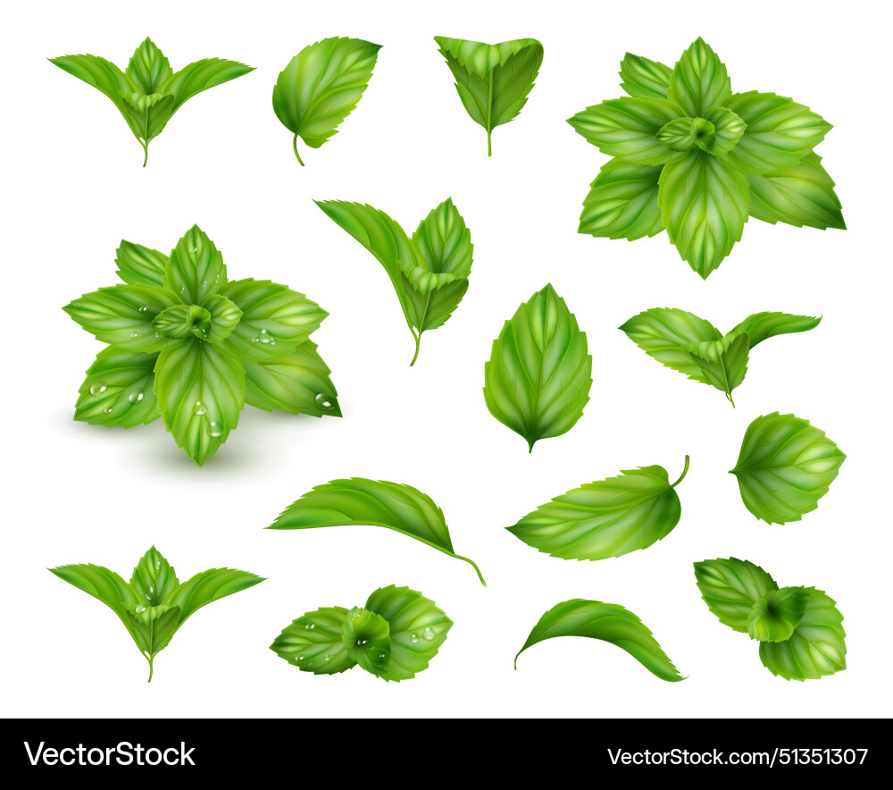 Mint leaves fresh and aromatic spice for cooking Vector Image