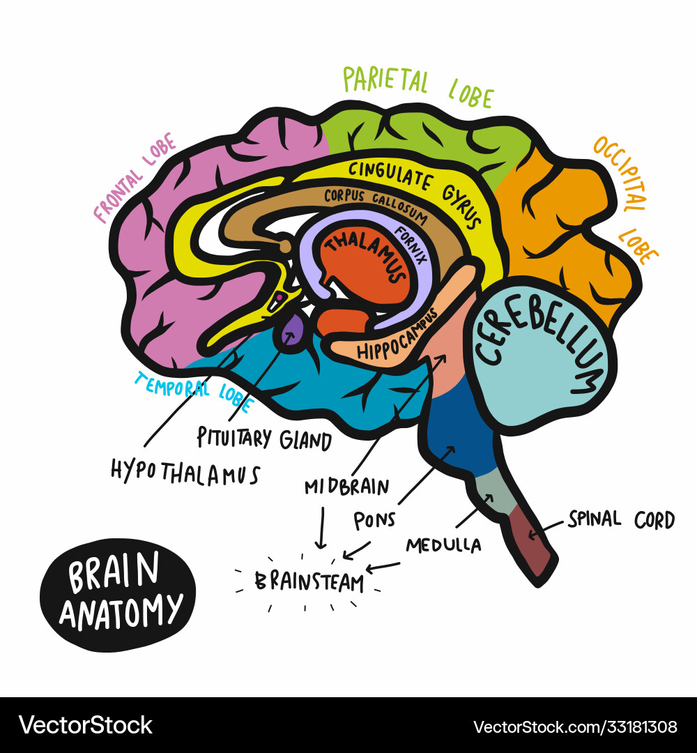 Colorful human brain anatomy Royalty Free Vector Image