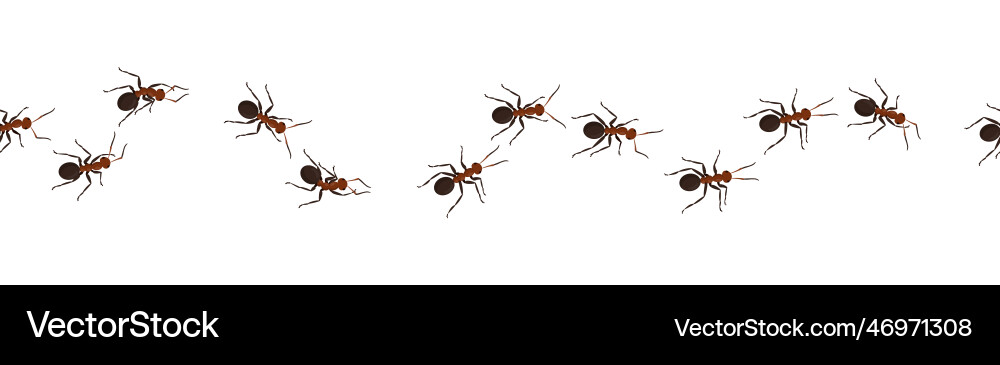 Crawling ants bugs marching bei wall insect Vektorbild