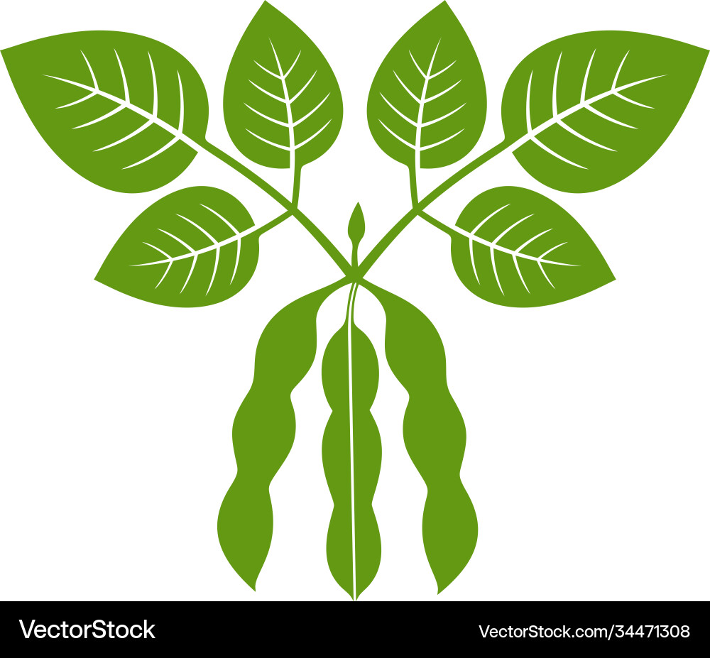 Soybean Royalty Free Vector Image - VectorStock