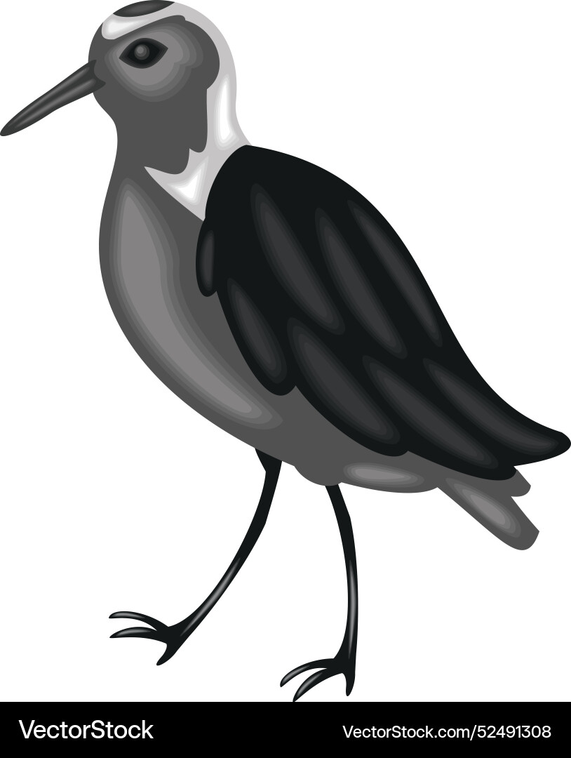 Spur winged plover bird Royalty Free Vector Image