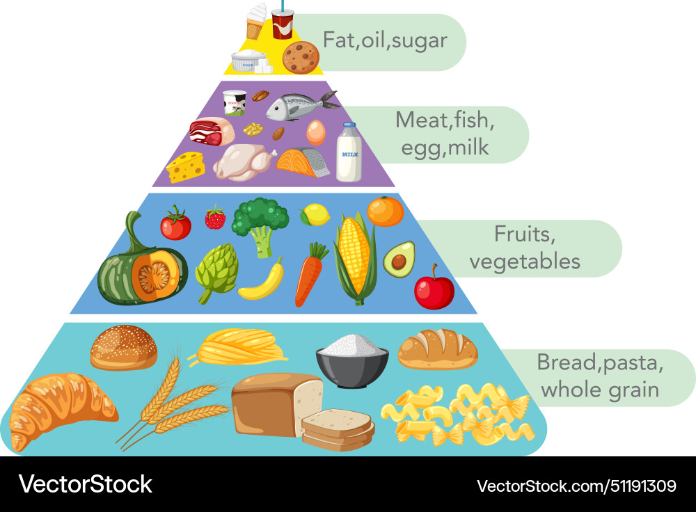 Food pyramid with various groups Royalty Free Vector Image