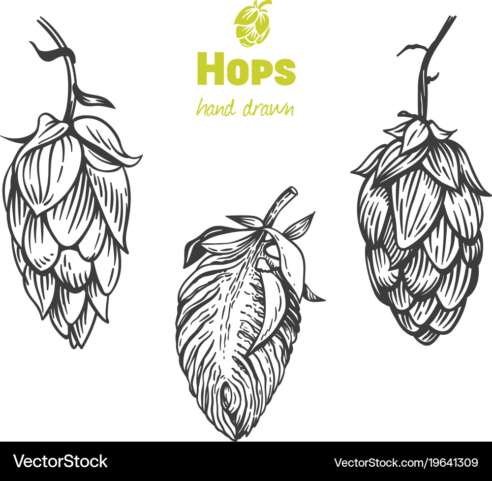Hops hand drawn Royalty Free Vector Image - VectorStock