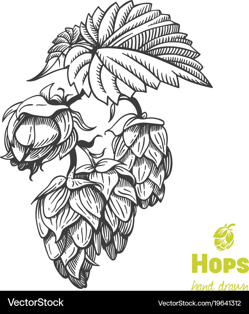 Hopfen Hand gezogen Lizenzfreies Vektorbild - VectorStock