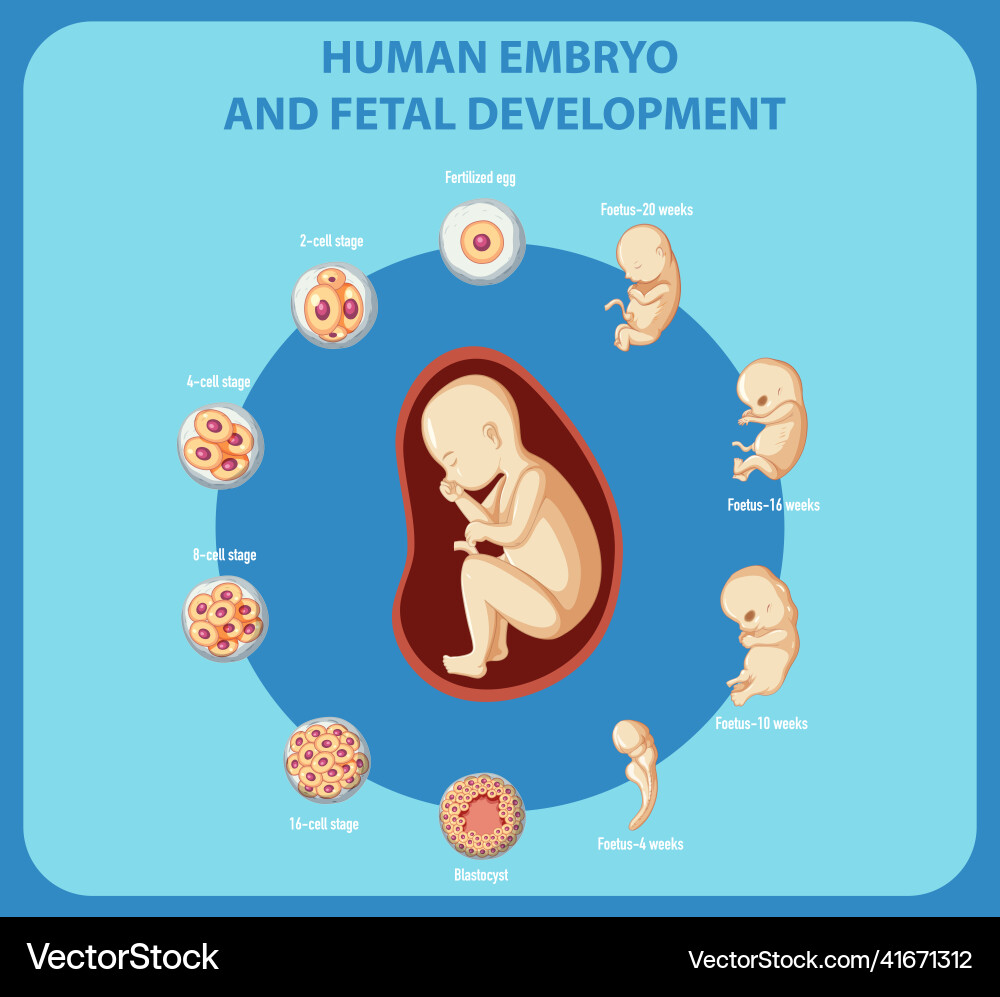 Human embryo and fetal development infographic Vector Image
