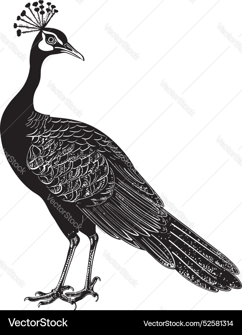 Exquisite Plumage Beautiful Peacock Emblem Vector Image