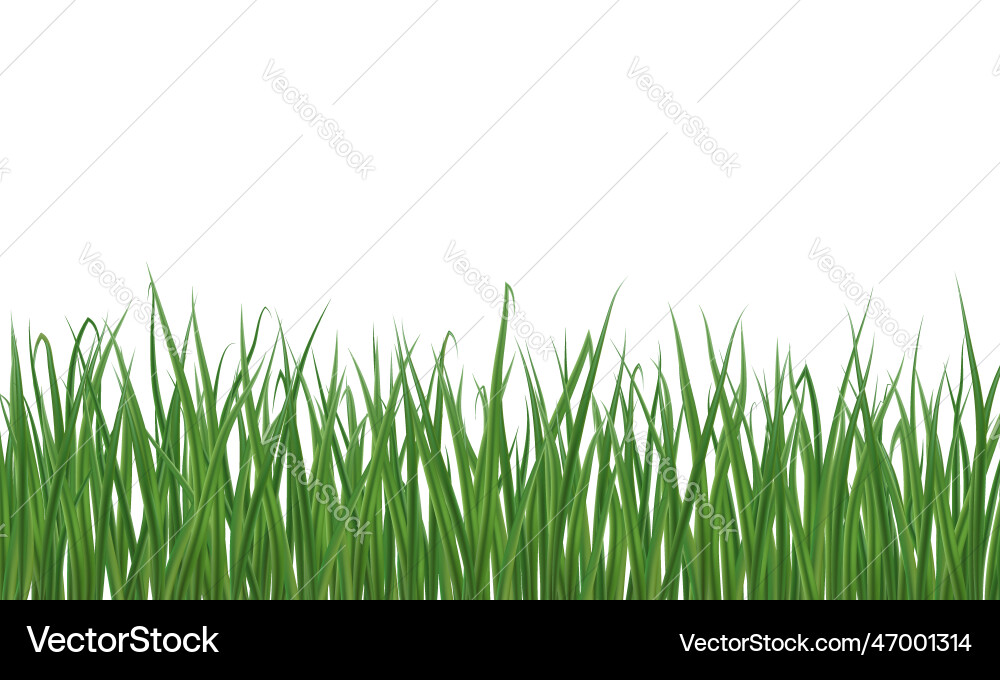 Realistic reeds isolated on white background Vector Image