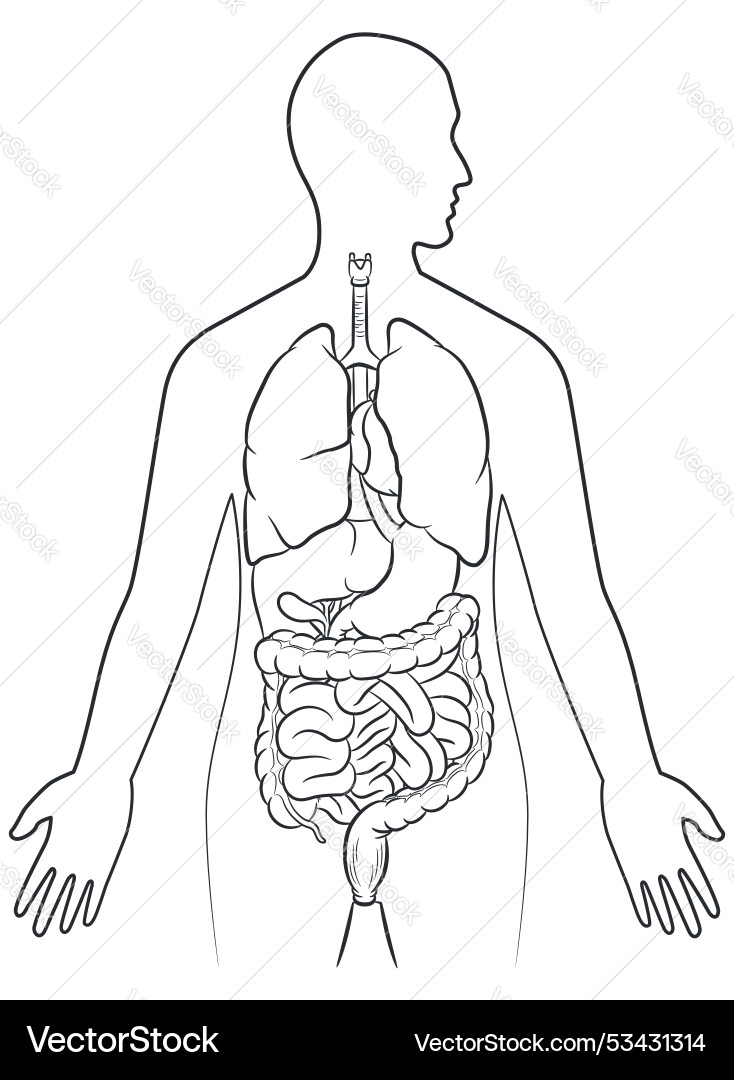 Sketch Human Internal Organs Inside Body Vector Image