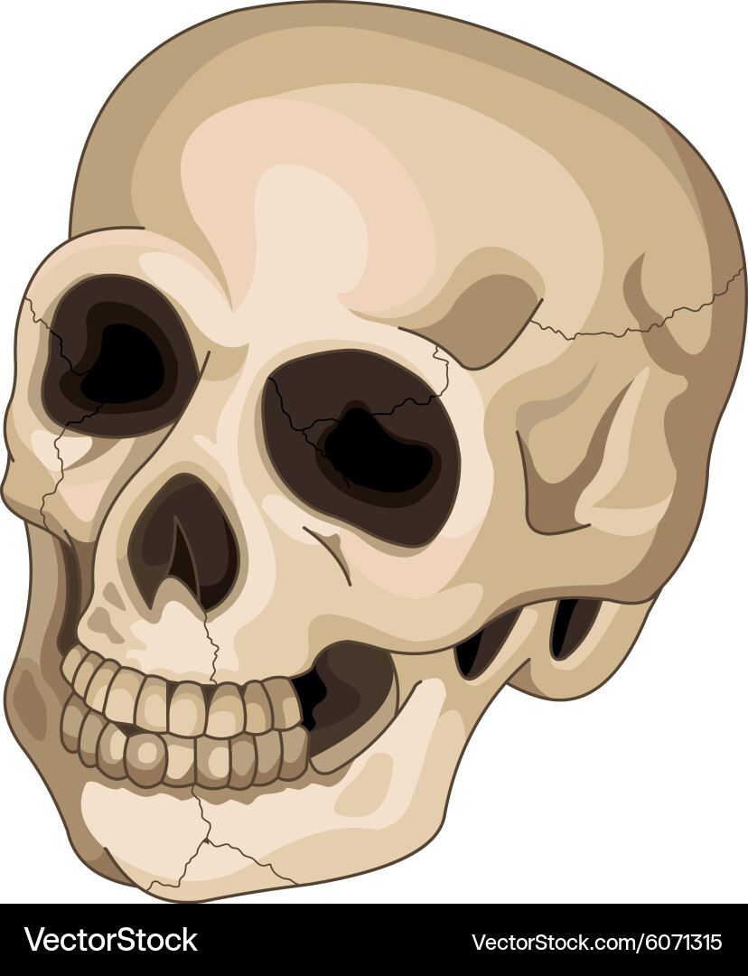 Halloween skull Royalty Free Vector Image - VectorStock