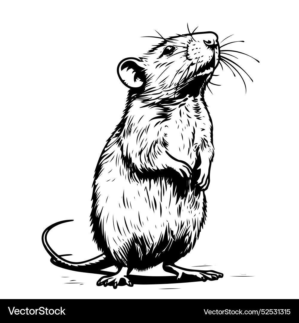Rat sketch drawn by hand black and white Vector Image