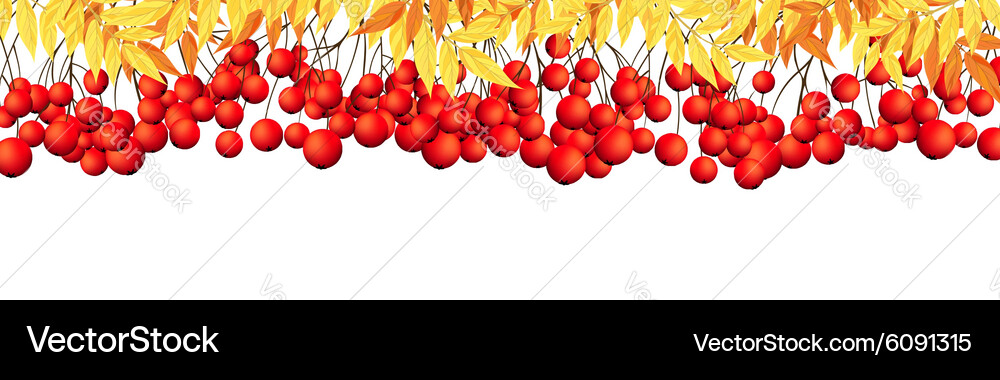 Rowan border Royalty Free Vector Image - VectorStock