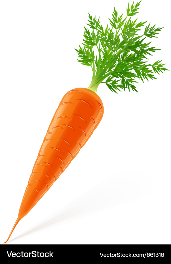 Single Carrot on White Background Royalty Free Vector Image