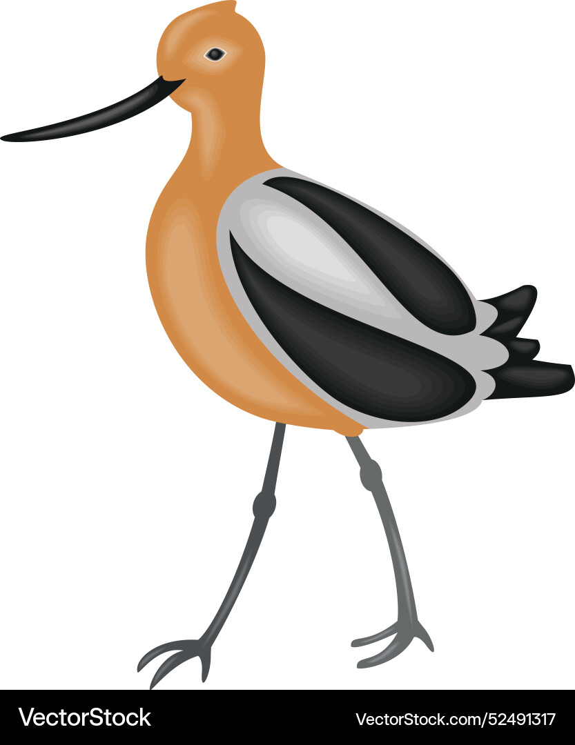 American avocet bird Royalty Free Vector Image